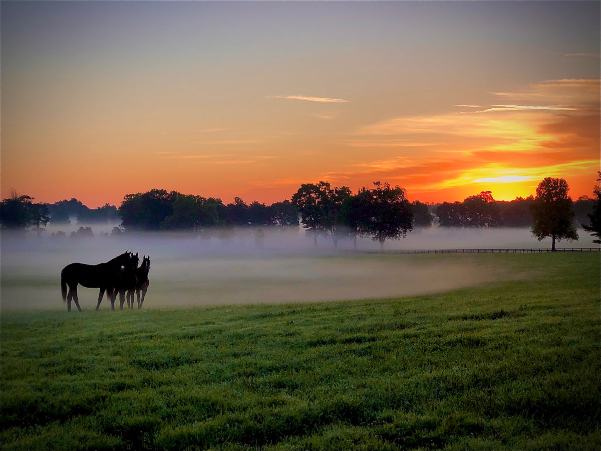 Lane's End Farm Shop
